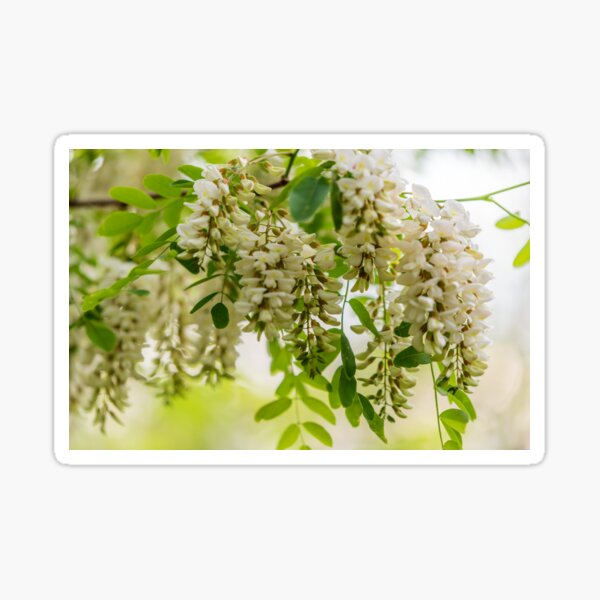 "Black Locust Tree" Sticker for Sale by JohnDSmith | Redbubble