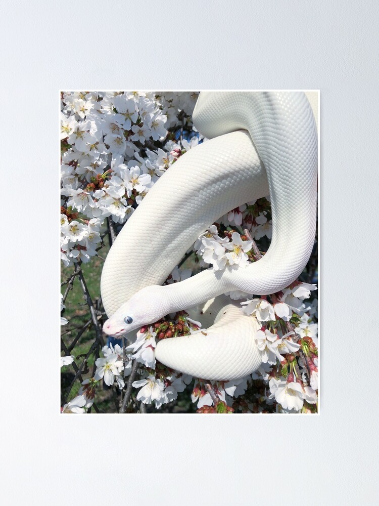 "White snake, white flowers " Poster for Sale by dragongirl222 | Redbubble