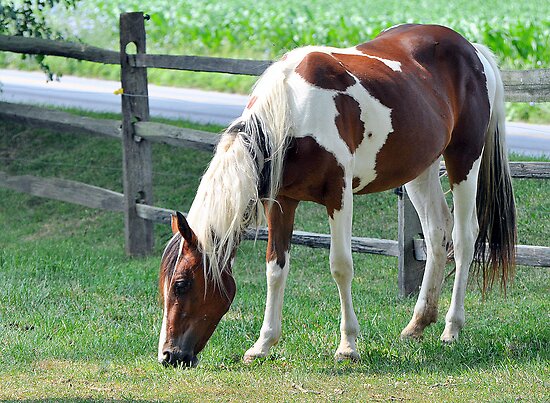 View topic - HORSE RACING AND WILD HORSE RP ...