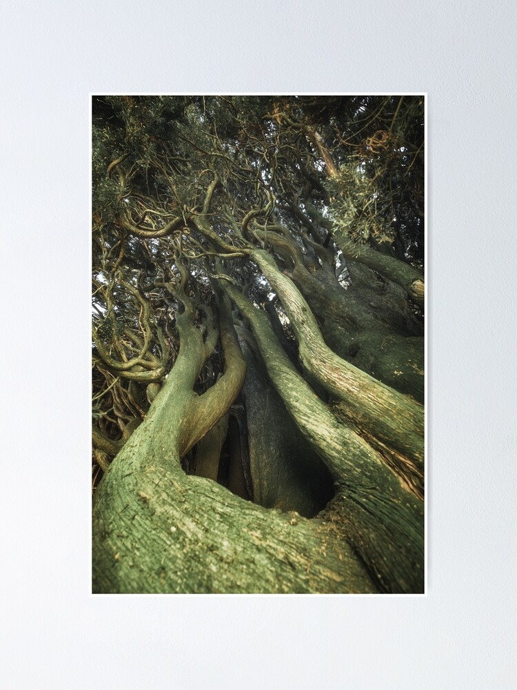 "Ent tree" Poster for Sale by odradek | Redbubble