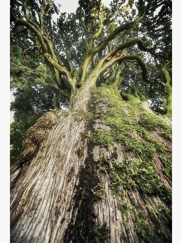 "Ent tree 2" Poster by odradek | Redbubble