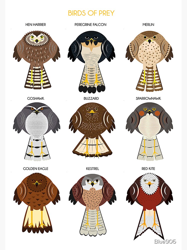 "Birds of Prey" Sticker for Sale by Blue906 | Redbubble