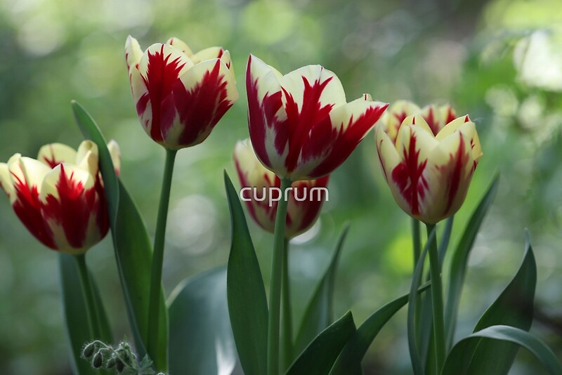 "Some Supermodel Tulips!" by cuprum | Redbubble