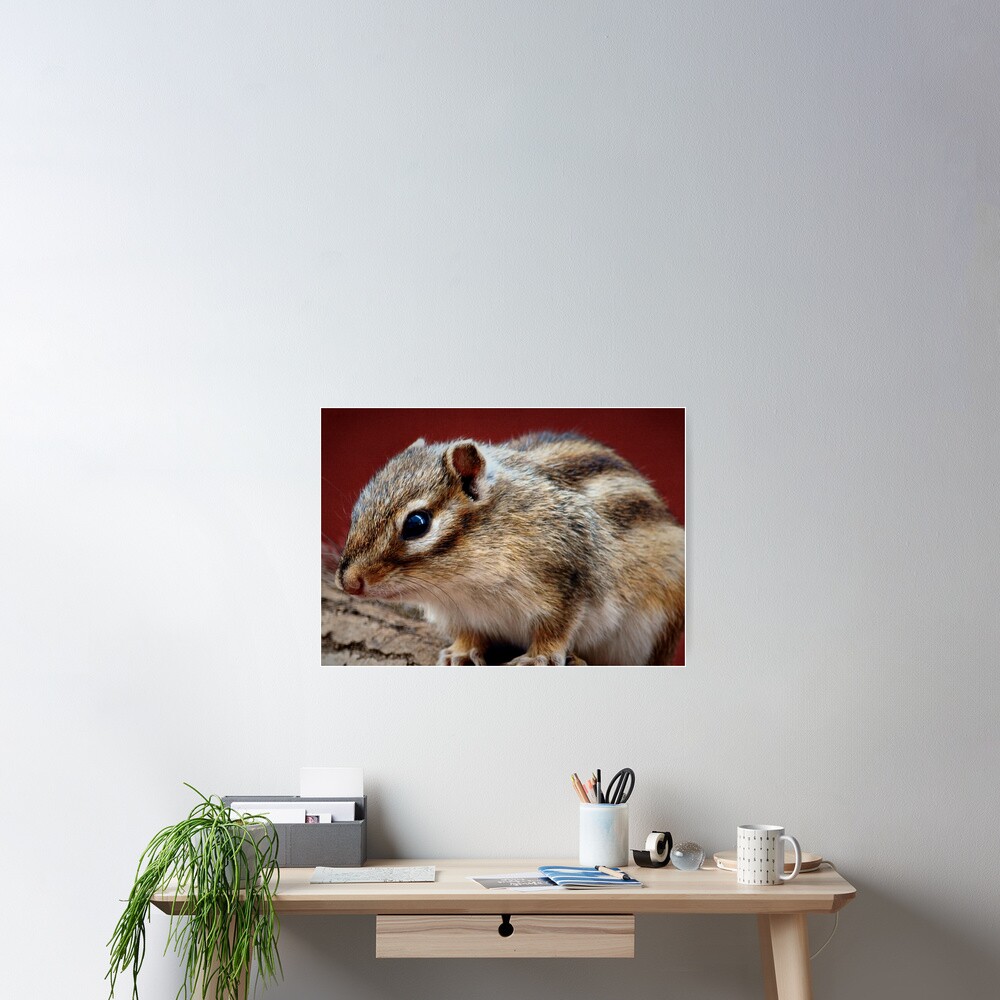 "Siberian Flying Squirrel" Poster by Clive | Redbubble
