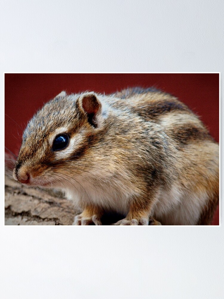 "Siberian Flying Squirrel" Poster by Clive | Redbubble