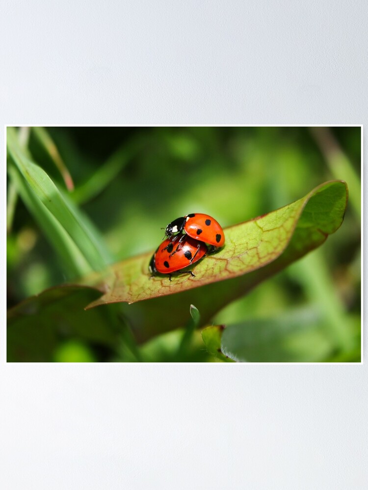 "Ladybirds mating" Poster for Sale by GreyFeatherPhot | Redbubble