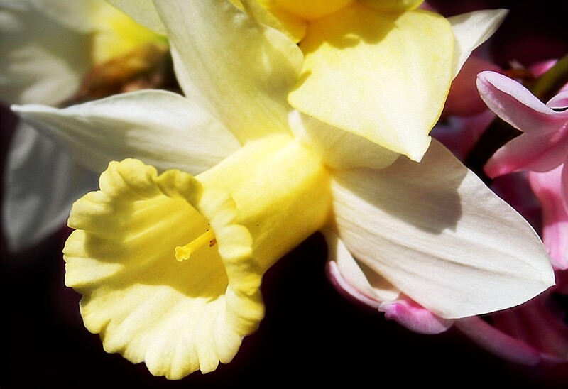 "April Gold" by Nadya Johnson | Redbubble