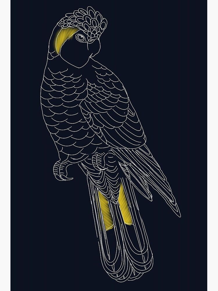 "Yellow Tailed Black Cockatoo line drawing" Art Board Print for Sale by ...