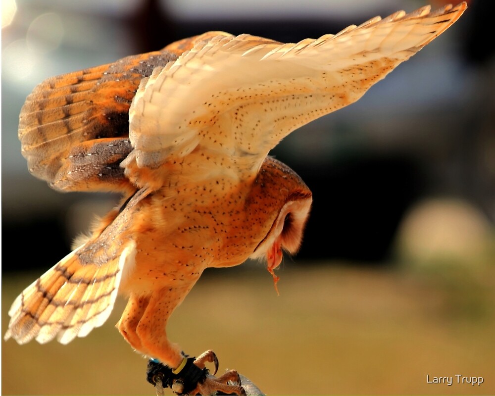 "Extended Wings" by Larry Trupp | Redbubble