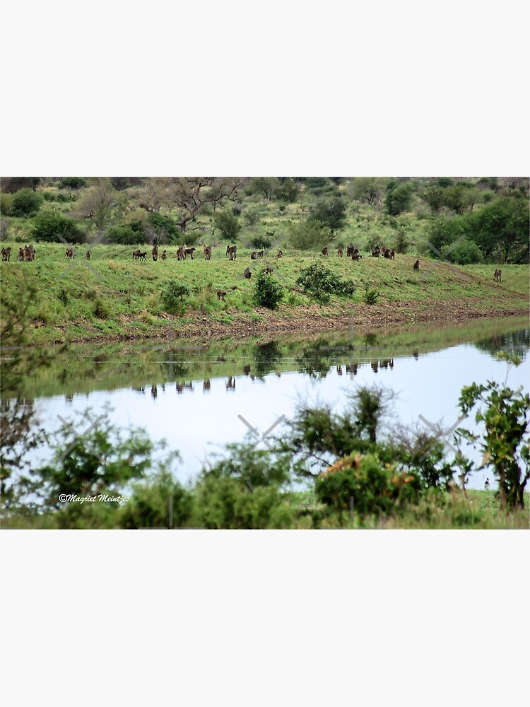 "BABOONS in LANDSCAPE SILHOUETTE - THE CHACHMA BABOON - Papio ursinus ...
