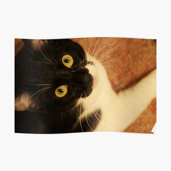 Póster «Oreo el gato modelo» de agenttomcat | Redbubble