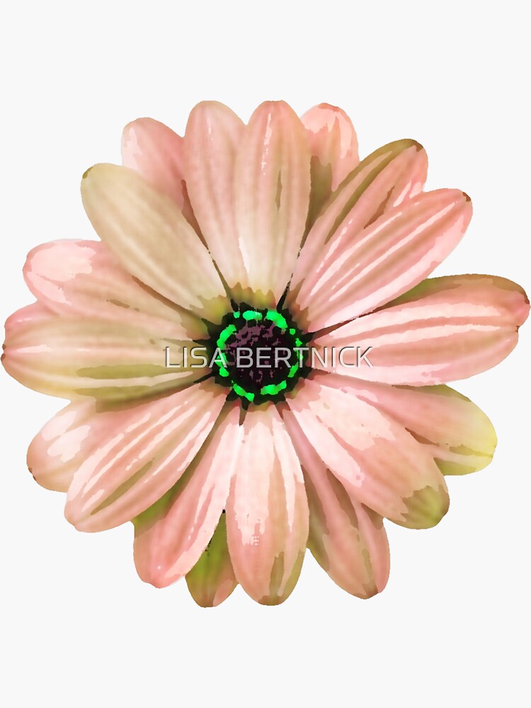 "Pink Daisy" Sticker by mairebertnick | Redbubble
