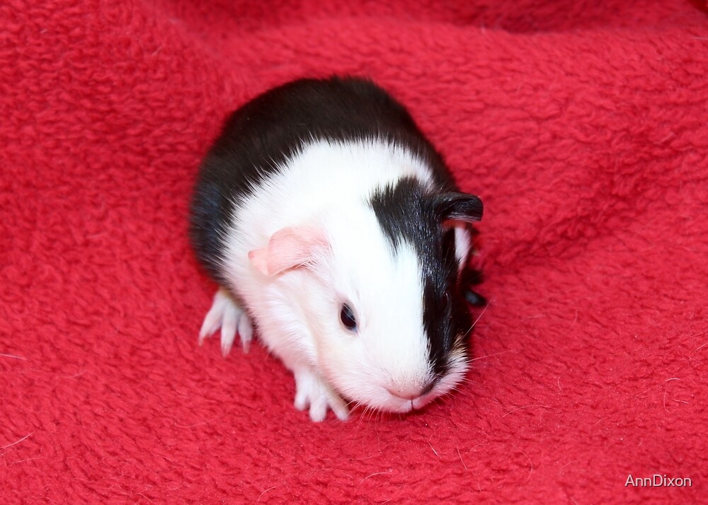 "Day Old Guinea Pig" by AnnDixon | Redbubble