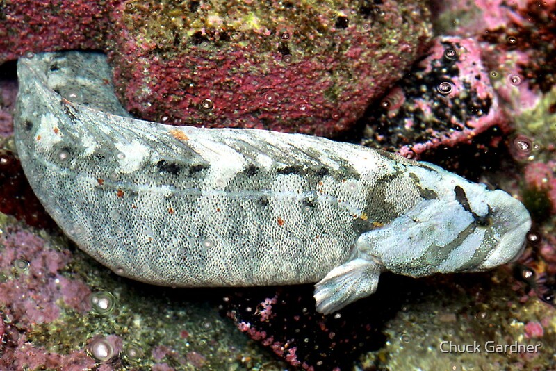 "Monkey-faced Prickleback Fish " by Chuck Gardner | Redbubble