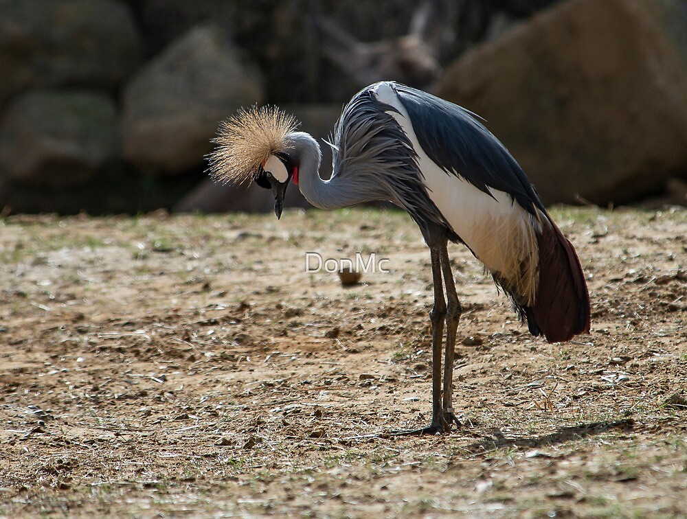 "Crowned Stork" by DonMc | Redbubble