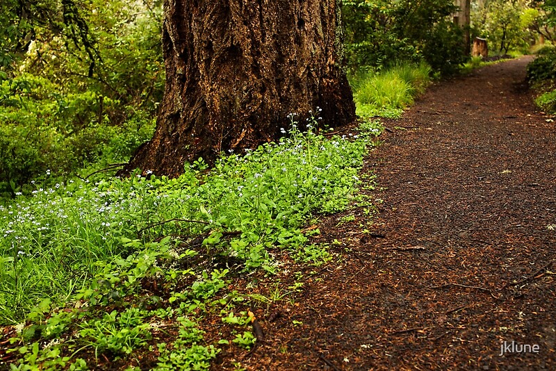 "Blue bell path" by jklune | Redbubble