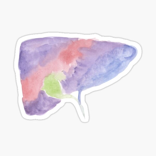 "Watercolor Anatomic Liver" Sticker for Sale by Sumana Mahata | Redbubble