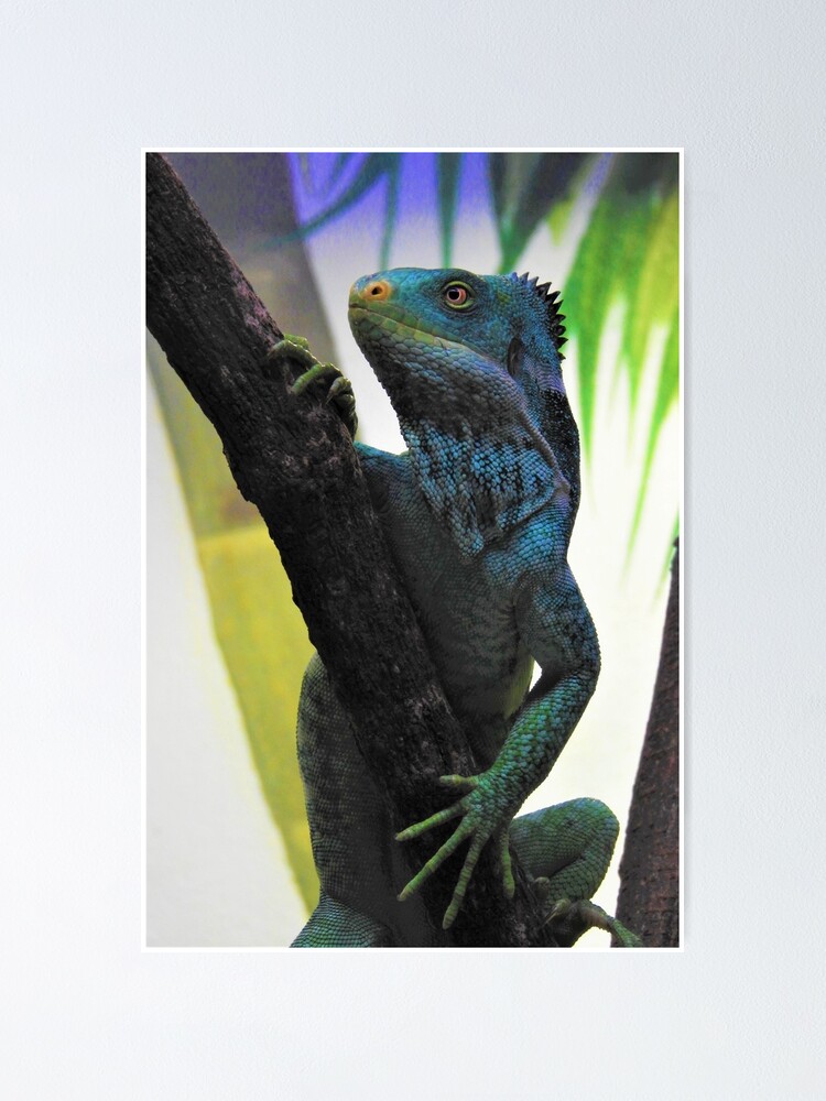 "Fijian Crested Iguana" Poster for Sale by kirstybush | Redbubble