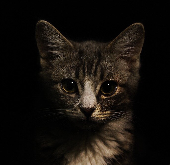 "Tiddles the cat " by eisblume | Redbubble