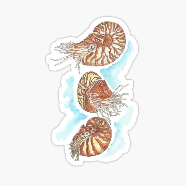 "Nautilus" Sticker for Sale by em0cean | Redbubble