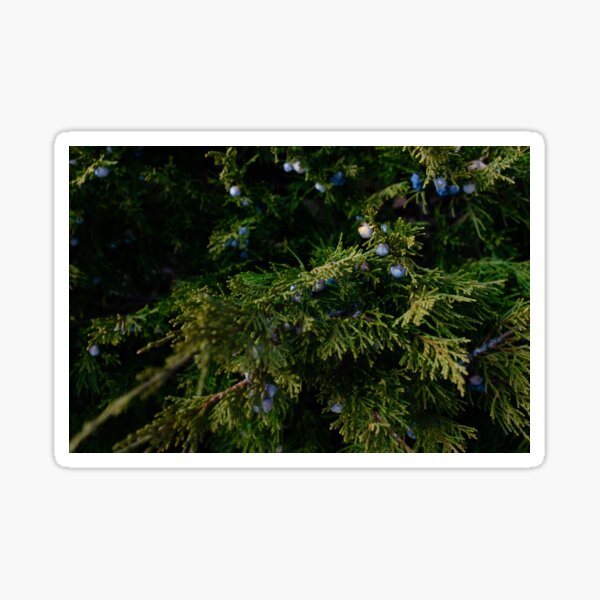 "Juniperus scopulorum - Rocky Mountain Juniper" Sticker for Sale by ...