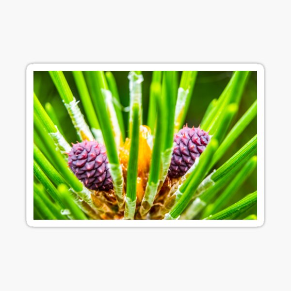"Macro on a pine tree bud." Sticker for Sale by CanadianWild418 | Redbubble
