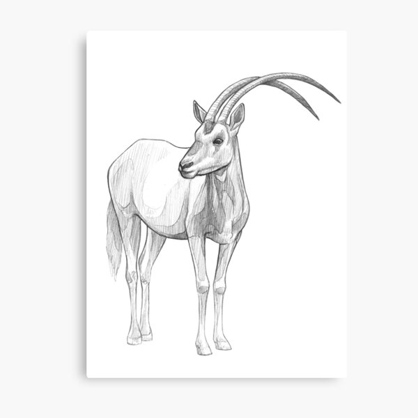 "Horned Oryx - Art Illustration - Monochromatic Pencil Line Sketch ...
