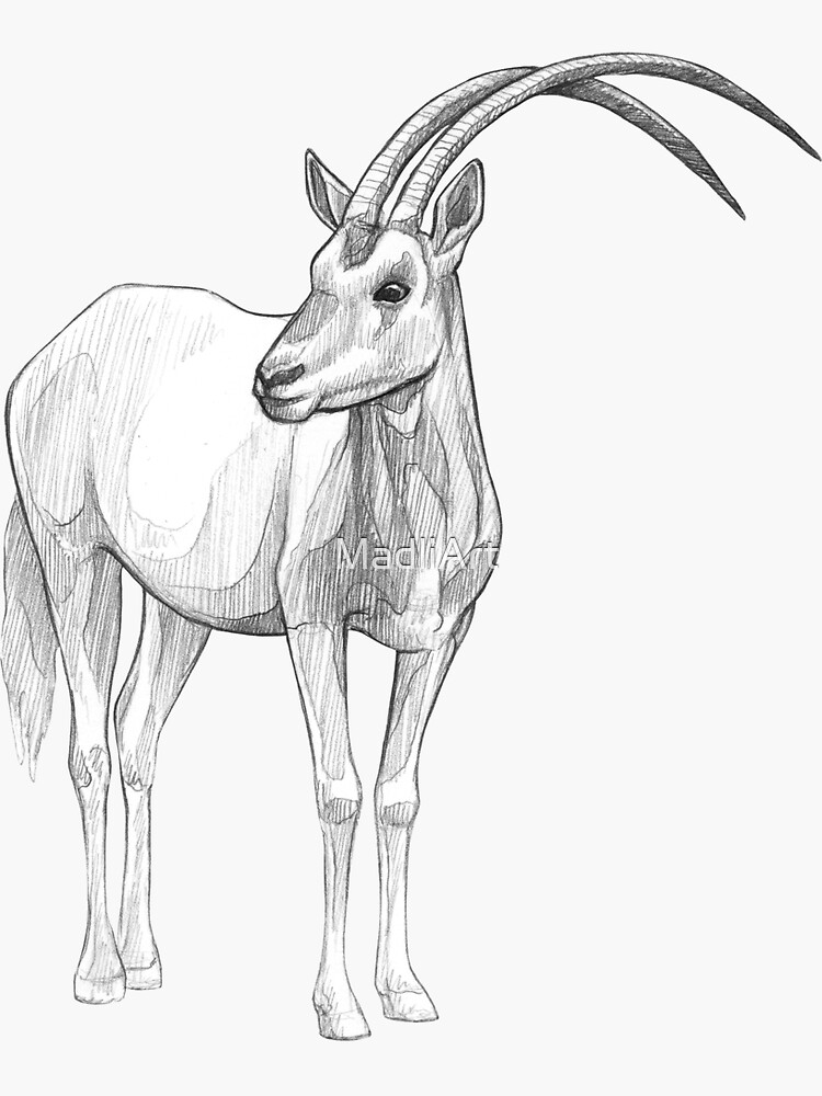 "Horned Oryx - Art Illustration - Monochromatic Pencil Line Sketch ...