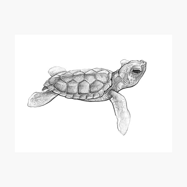"Green Sea Turtle - Art Illustration - Monochromatic Pencil Line Sketch ...