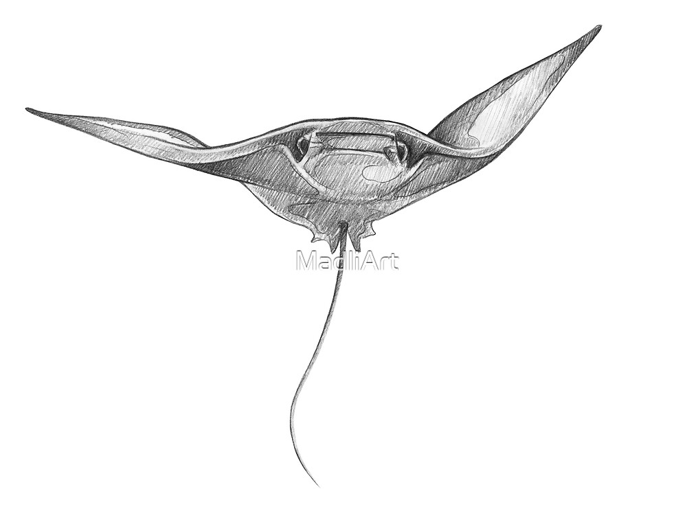 "Giant Manta Ray - Art Illustration - Monochromatic Pencil Line Sketch ...