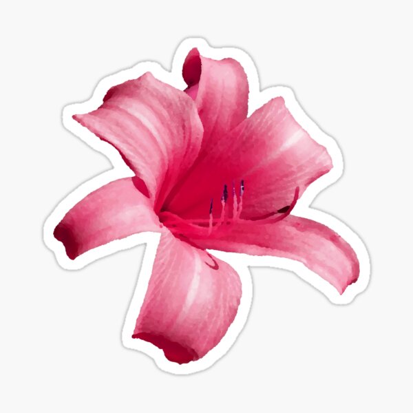 "Pink Lily" Sticker for Sale by mairebertnick | Redbubble