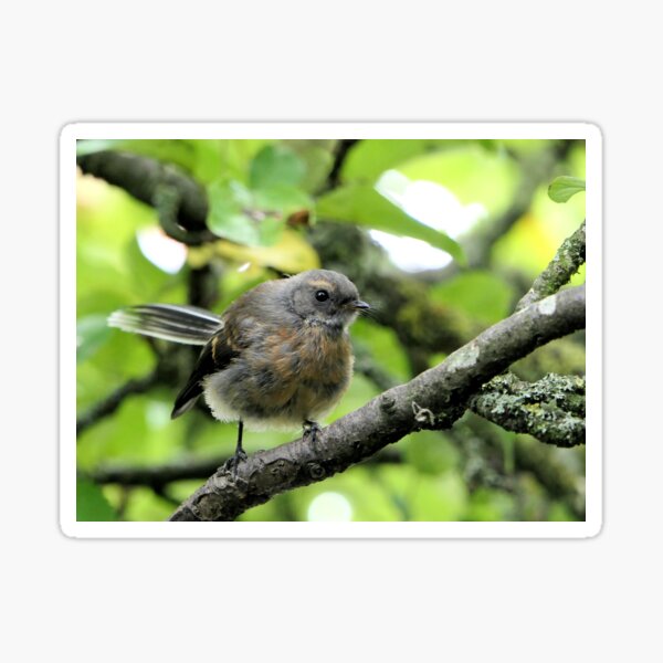 "Fantail - Juvenile - NZ" Sticker for Sale by AndreaEL | Redbubble