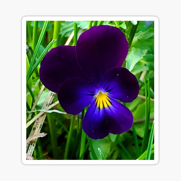 "Pansy" Sticker by NDWBaubles | Redbubble