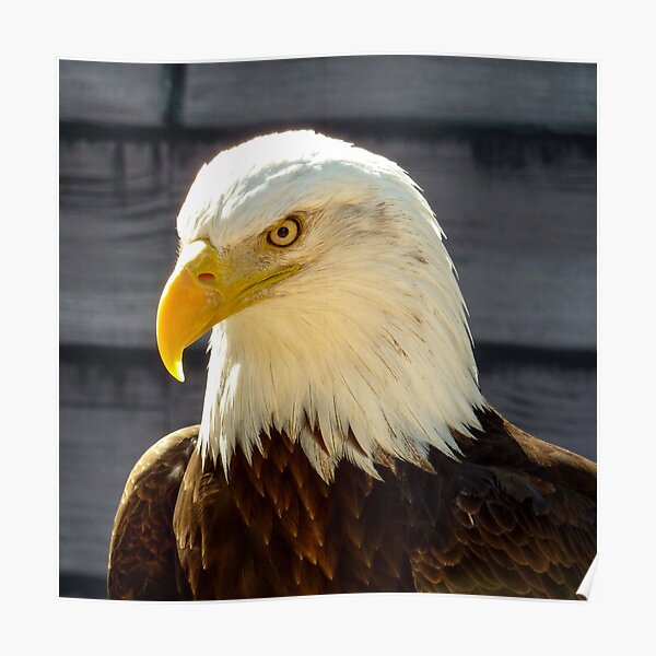 "Bald Eagle" Poster by rossacampbell | Redbubble