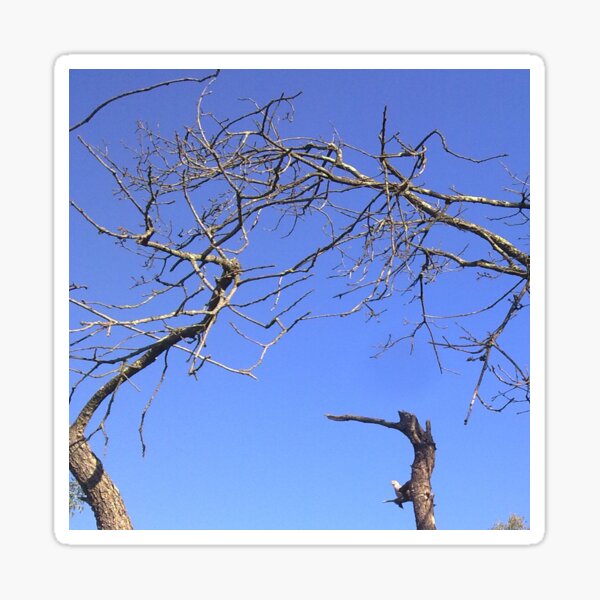 "Pigeon in a dead tree." Sticker for Sale by robelf | Redbubble