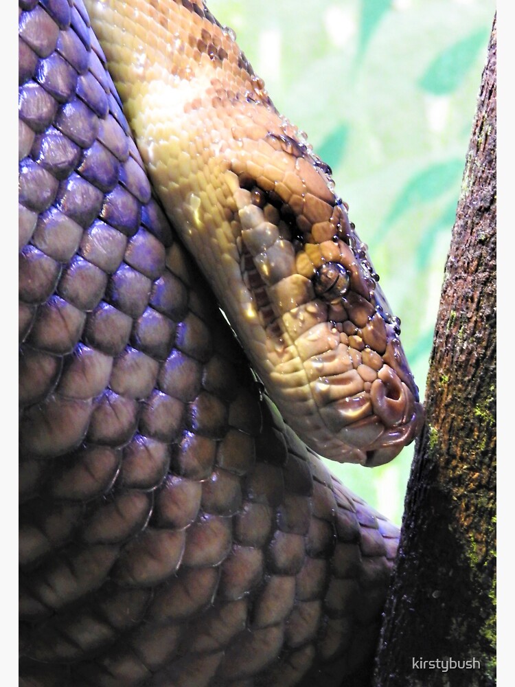 "Amethystine Python" Sticker for Sale by kirstybush | Redbubble