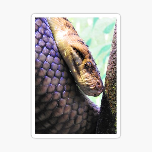 "Amethystine Python" Sticker for Sale by kirstybush | Redbubble