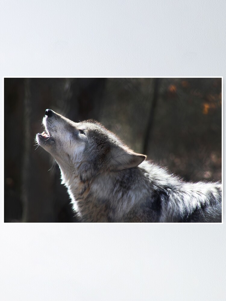 "Close up Photography of a Howling Wolf" Poster by HiroMamoru | Redbubble
