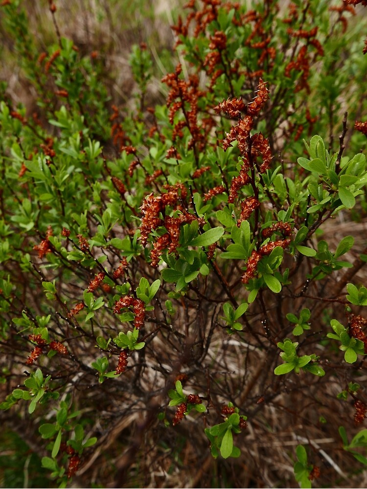 "Bog Myrtle (Myrica gale)" Photographic Print by IOMWildFlowers | Redbubble