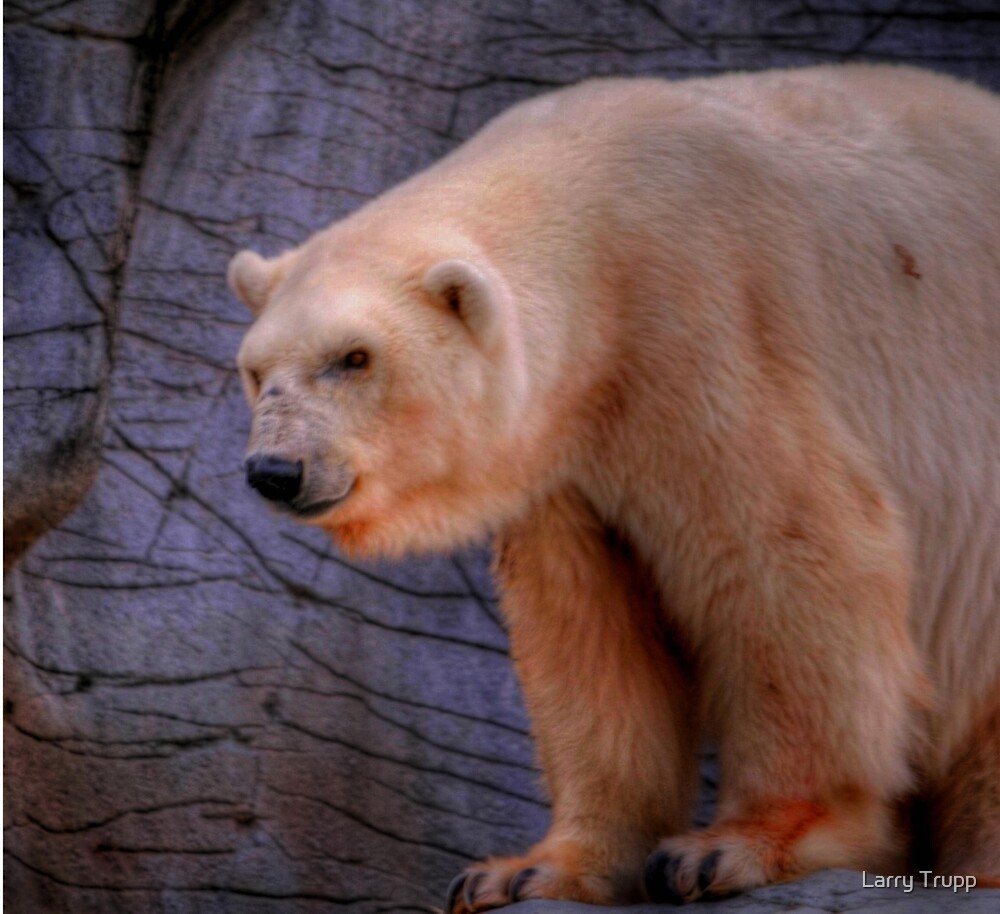 "Debbie-The Oldest Polar Bear" by Larry Trupp | Redbubble