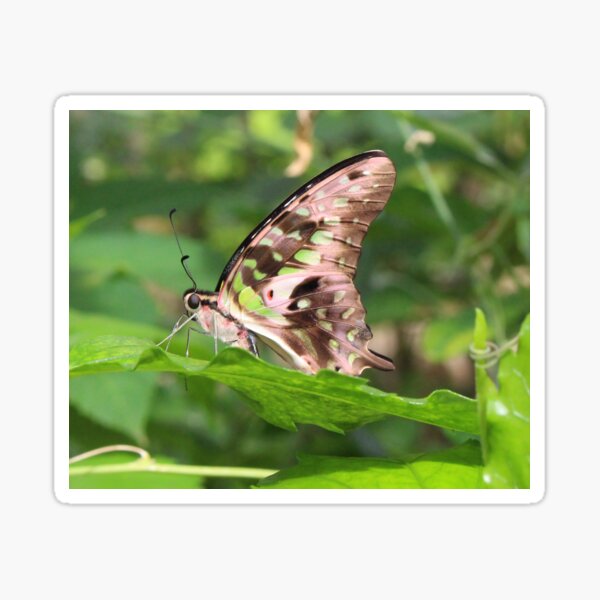"Butterfly Saying Hi " Sticker for Sale by karenhollis | Redbubble