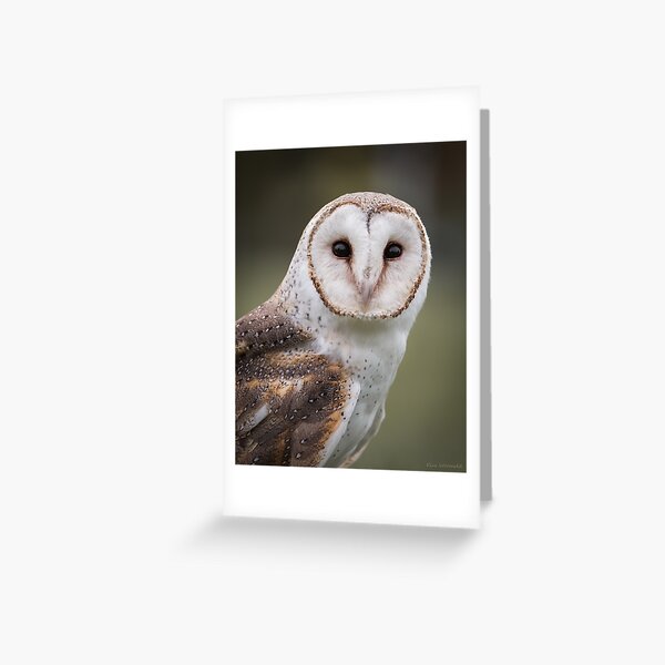 "Barn Owl Wisdom" Greeting Card for Sale by lirralirra | Redbubble