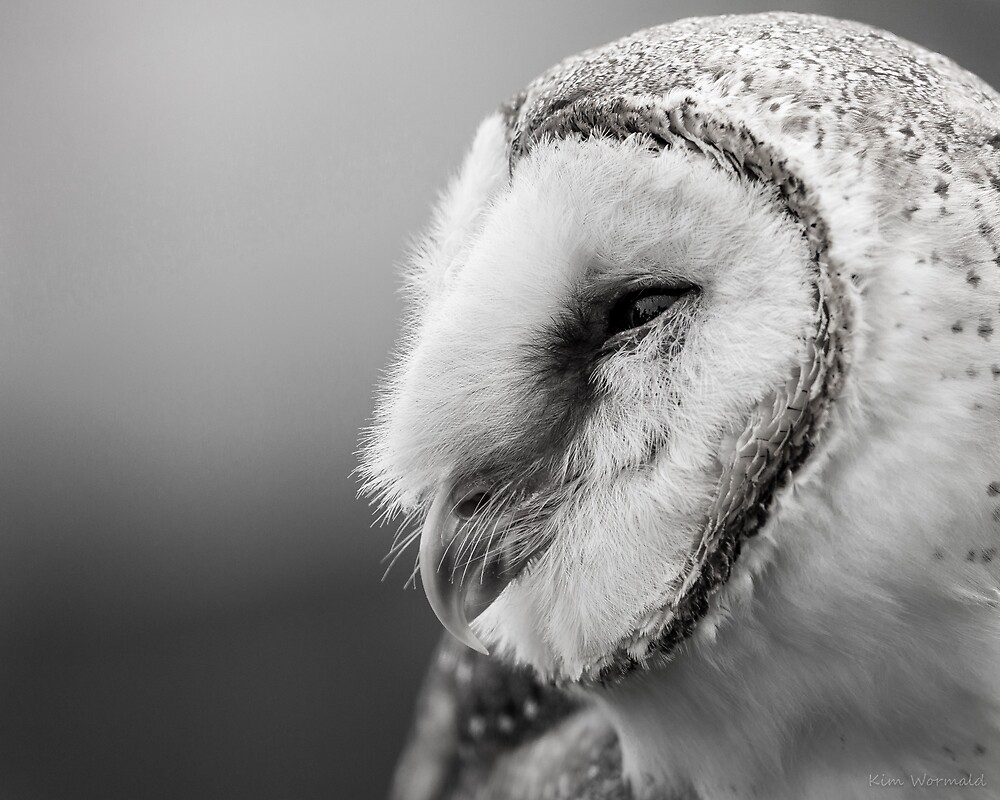 "Barn Owl Squinting - portrait" by Kim Wormald ~ lirralirra | Redbubble
