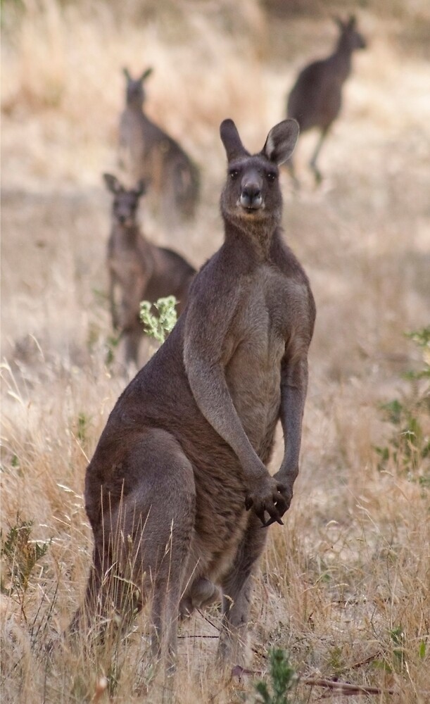 "Kangaroo Protecting his Mob" by Jane McDougall | Redbubble