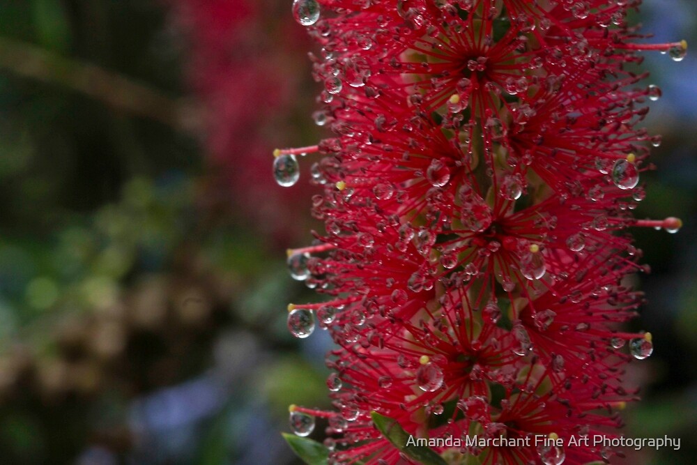 "bottle brush Weranga Qld Australia" by The Barefooted Bohemian Fine ...