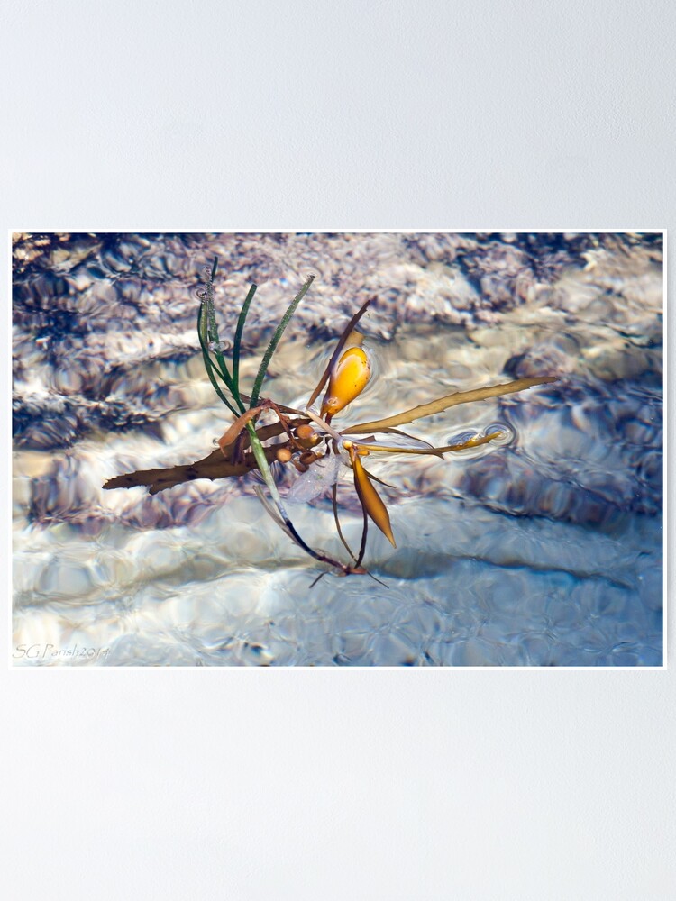 "Rockpool Flotsam" Poster by Guyzimijz | Redbubble