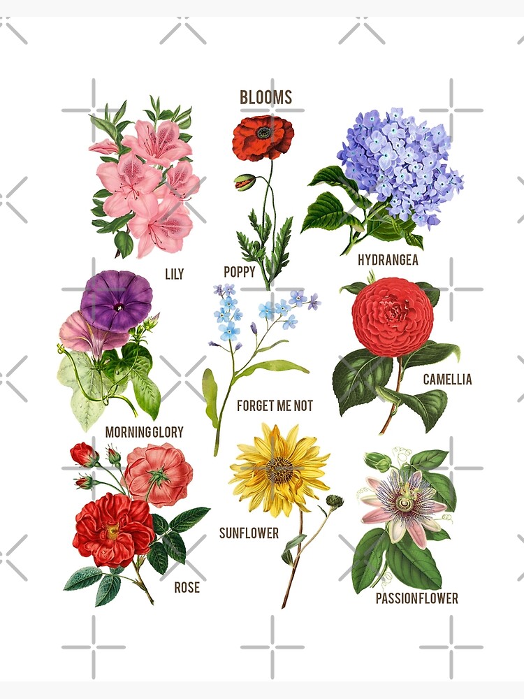Florist Flower Chart
