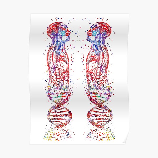"DNA man, human body anatomy, human body molecules" Poster by ...