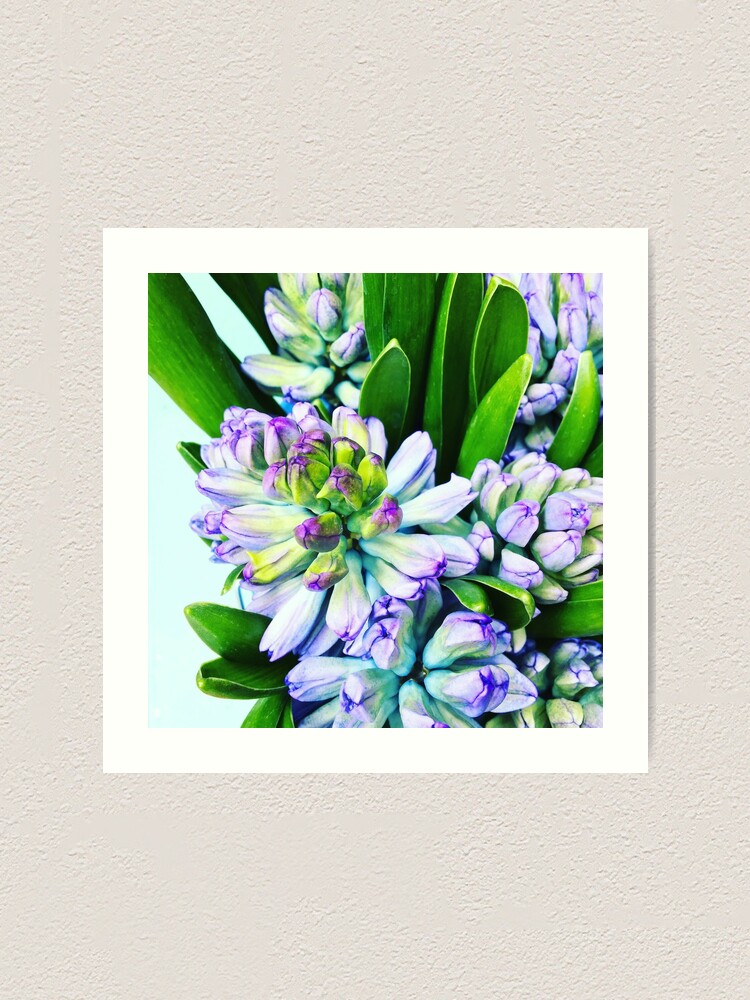 "Blue Hyacinth" Art Print by madefound | Redbubble