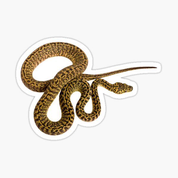 "Anaconda T-shirt, Water Boas shirt & stickers - Snake Shirt" Sticker ...